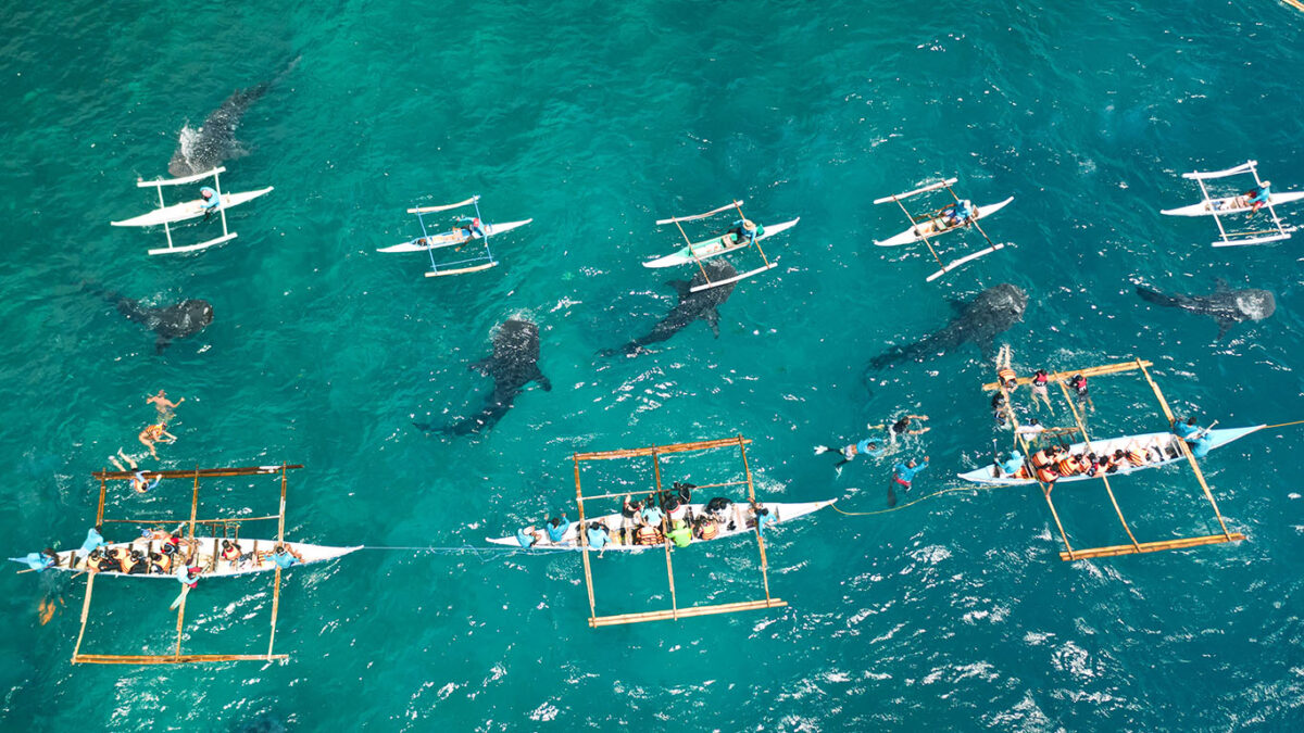 Oslob + Canyoneering Package - Amazing Cebu